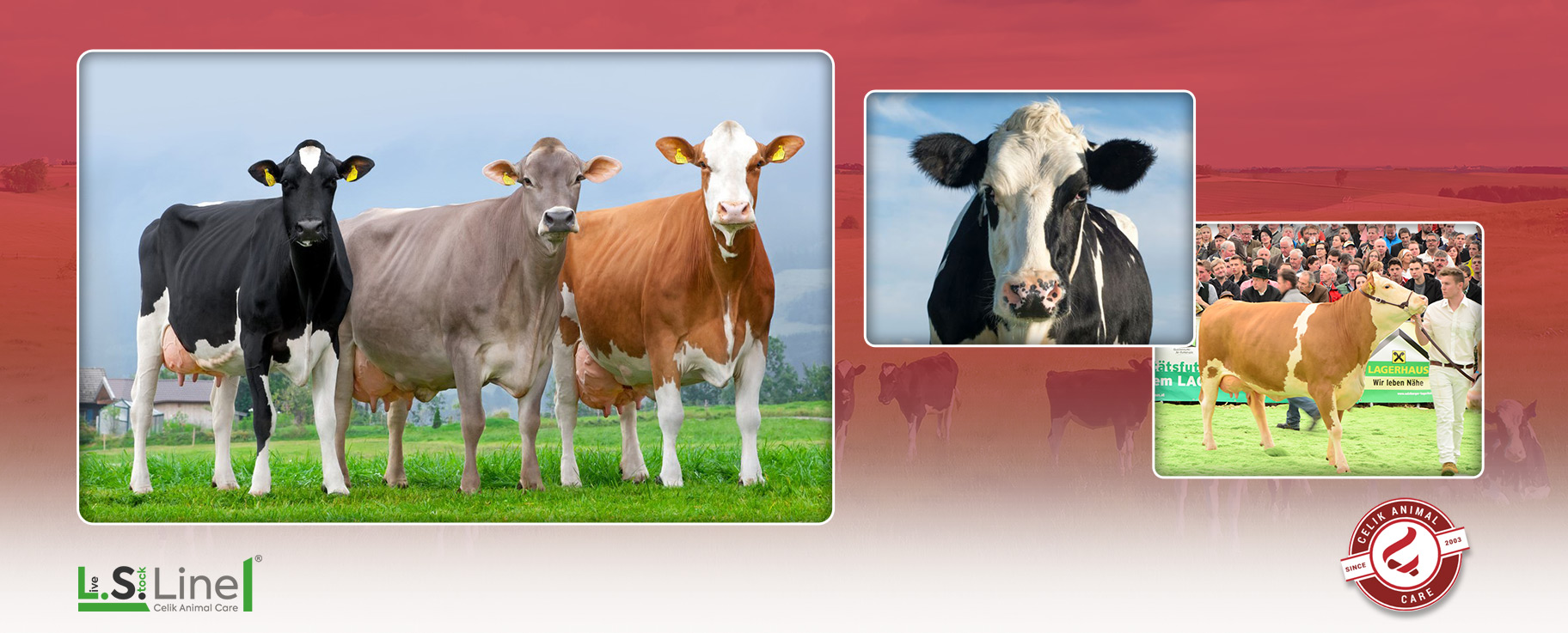 Livestock Trade | Çelik Çesa Group